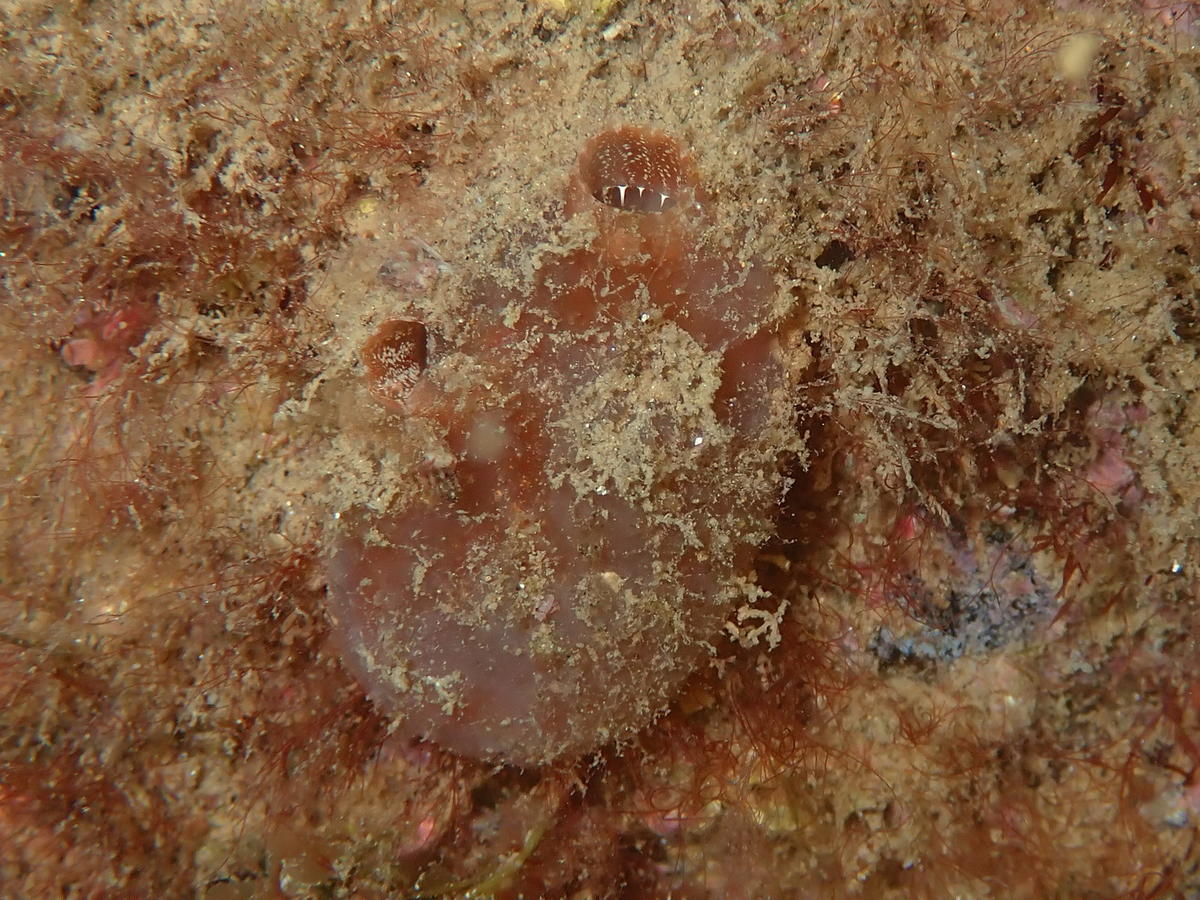 Microcosmus squamiger en Bretagne