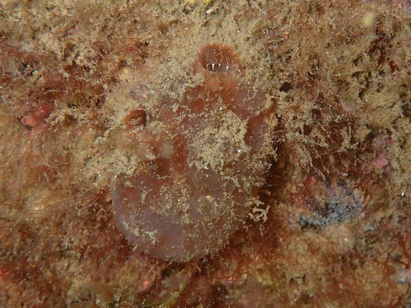 Microcosmus squamiger en Bretagne