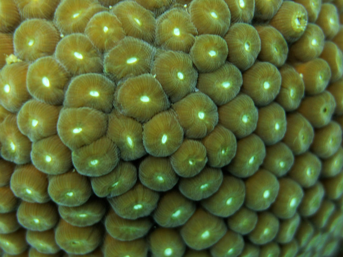 Montastraea cavernosa