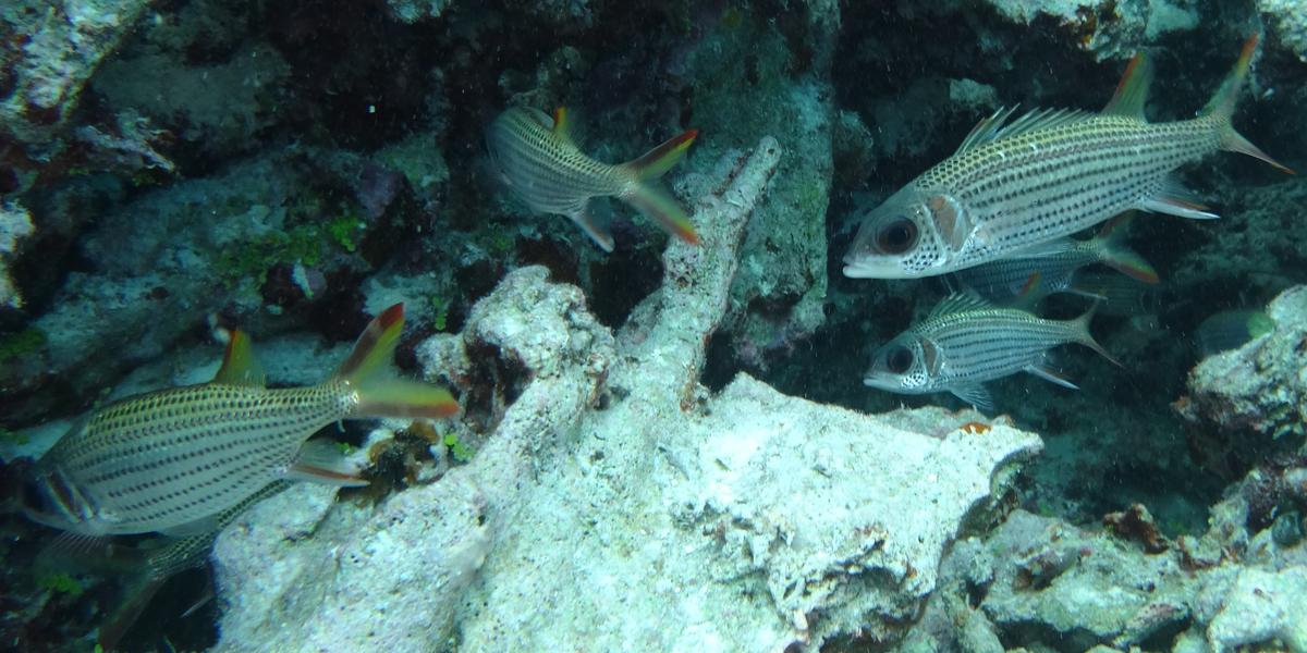 Neoniphon Sammara ou N. argenteus?