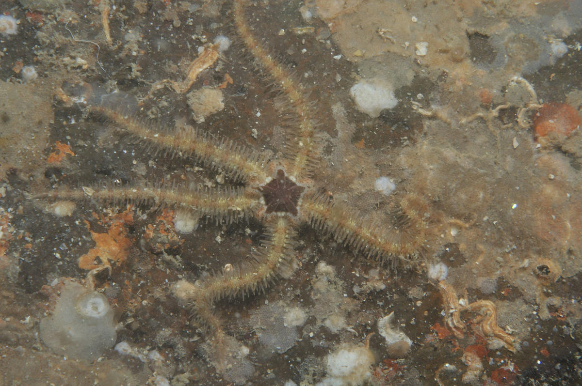 Ophiure fragile ou autre espèce?