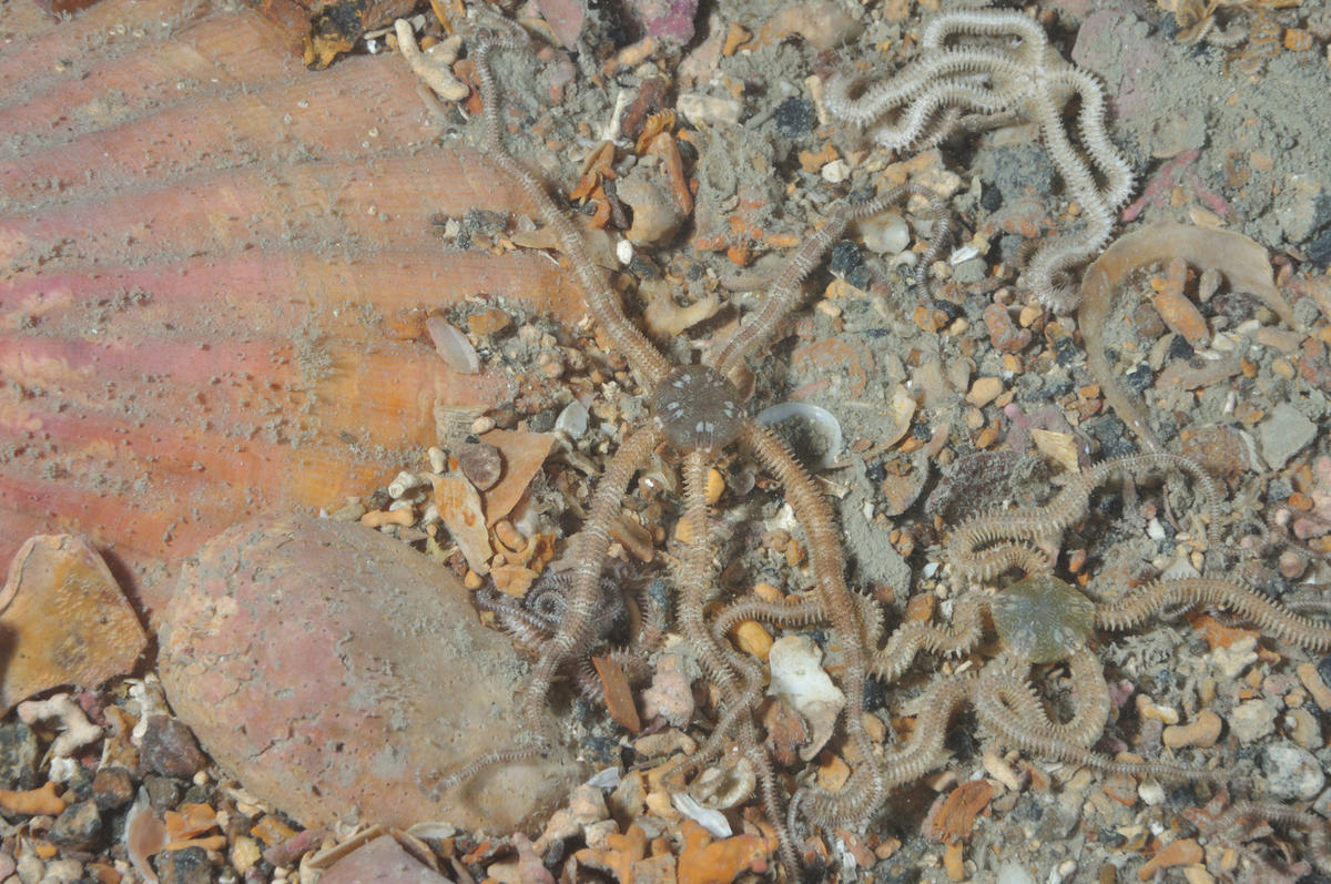 Ophiure fragile ou autre espèce?