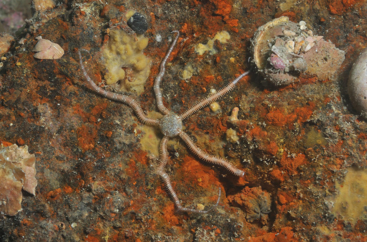 Ophiure fragile ou autre espèce?