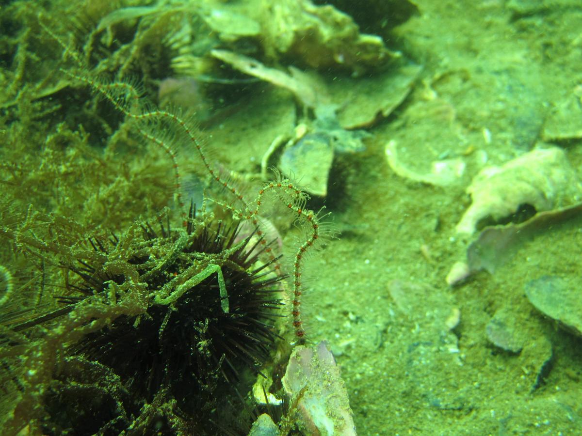 ophiure fragile ou ophiure araignée