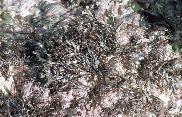 Pelvetia canaliculata + chondrus crispus