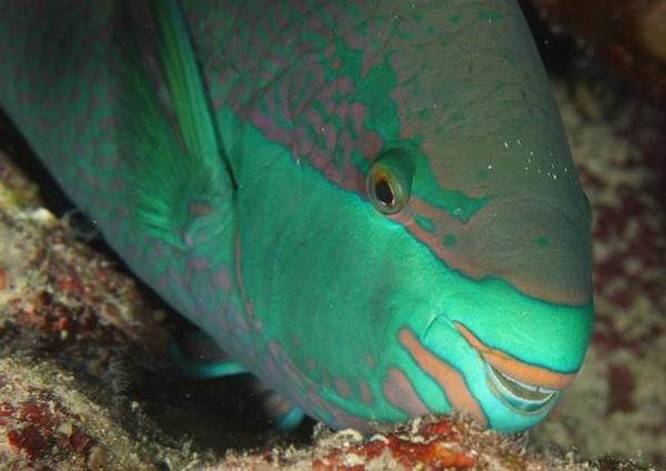 Perroquet de Mer Rouge