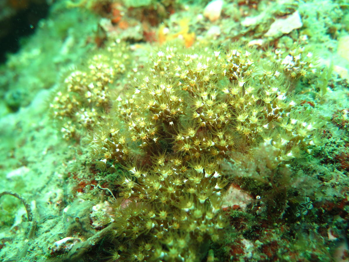 Petit octocoralliaire