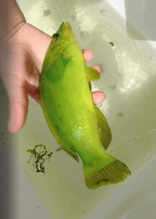 petit poisson vert, qui es-tu