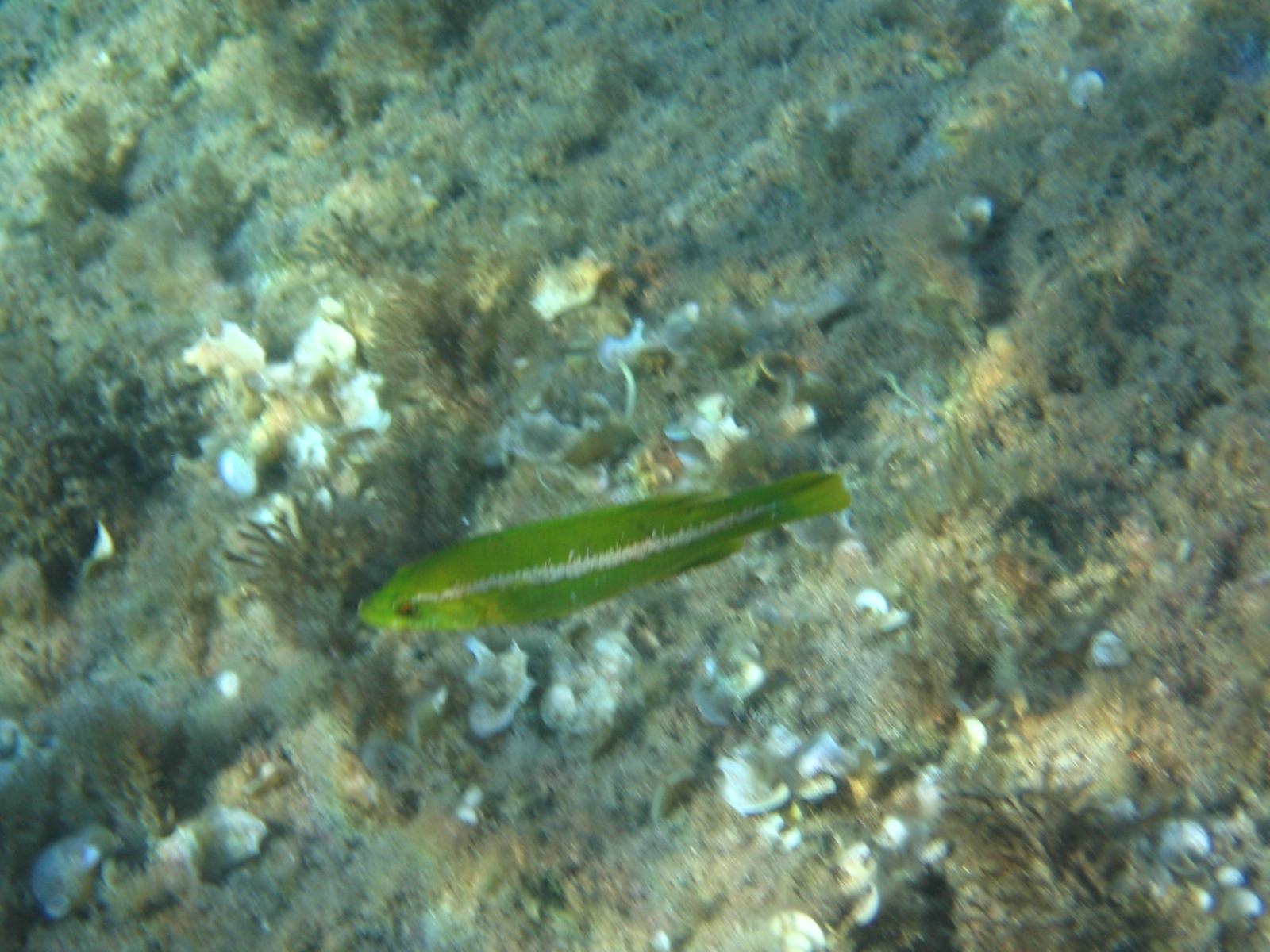 petit poisson vert, qui es-tu