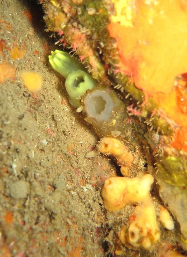 Phallusia mamillata ou Styela plicata