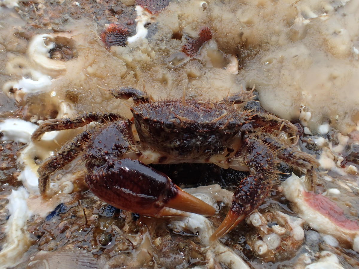 Pilumnus hirtellus ou Eriphia verrucosa