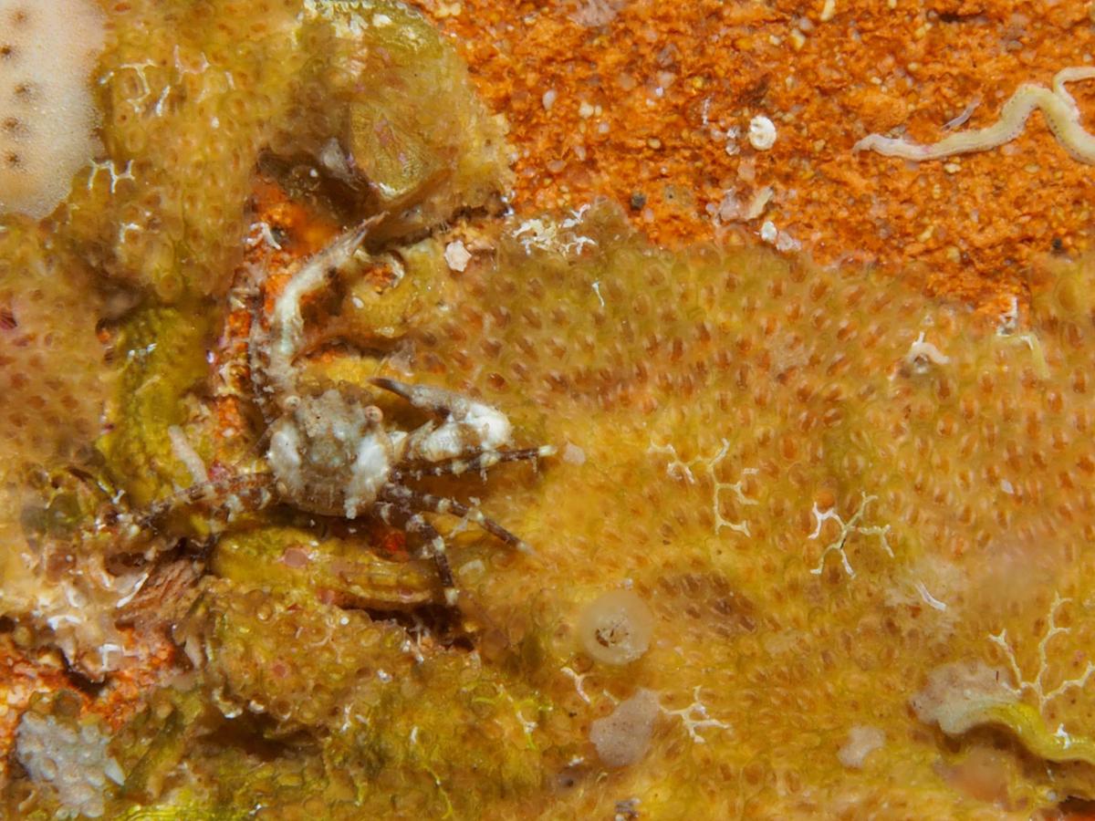 Pisidia longicornis?