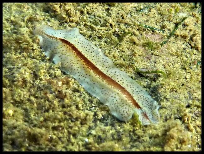 plathelminthes vers plat (Martinique)