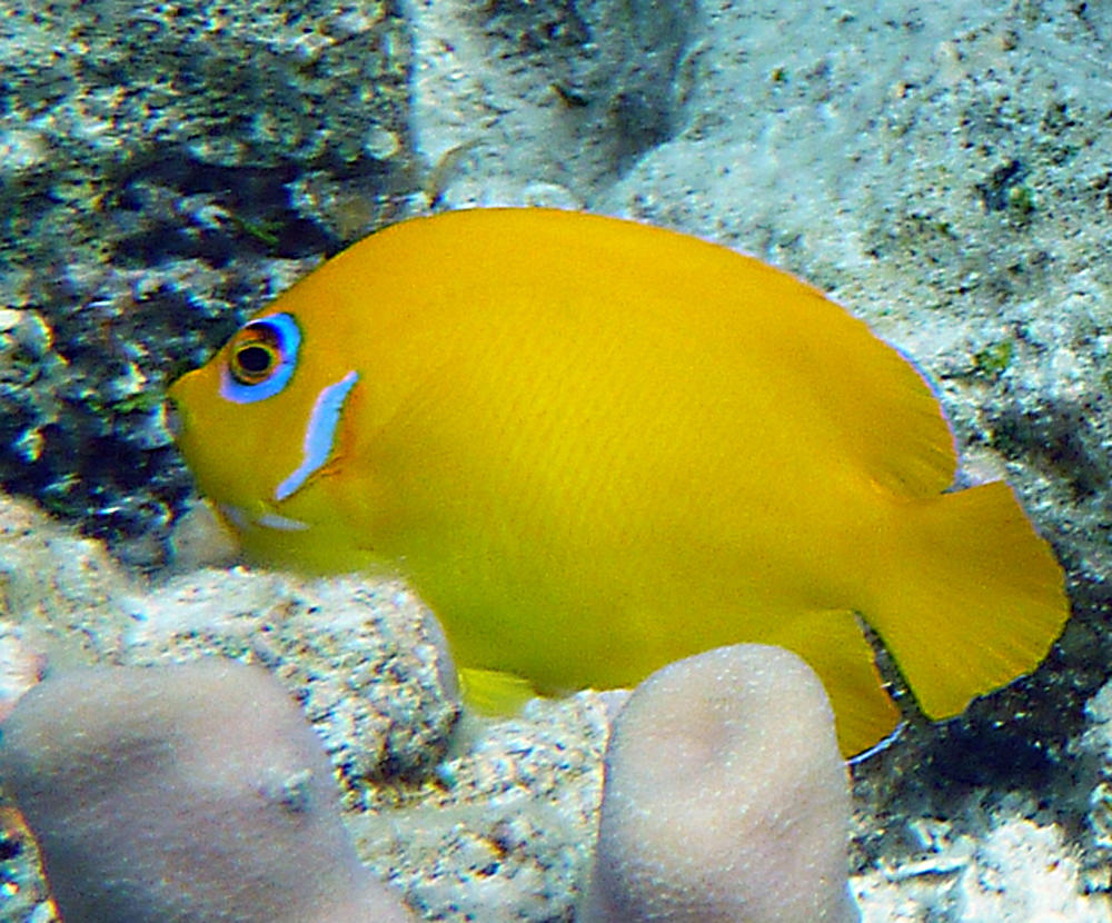 Poisson-ange citron, Lemonpeel angelfish (Centropyge flavissima)