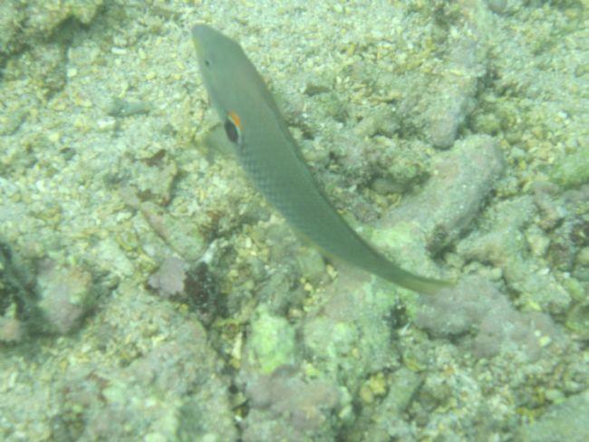 Poisson de lagon (la Réunion) : quel nom