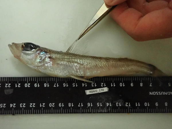 Poisson des profondeurs