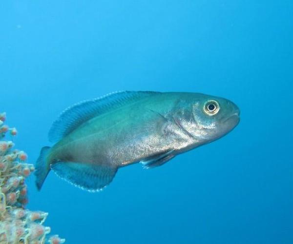 Poisson du Var