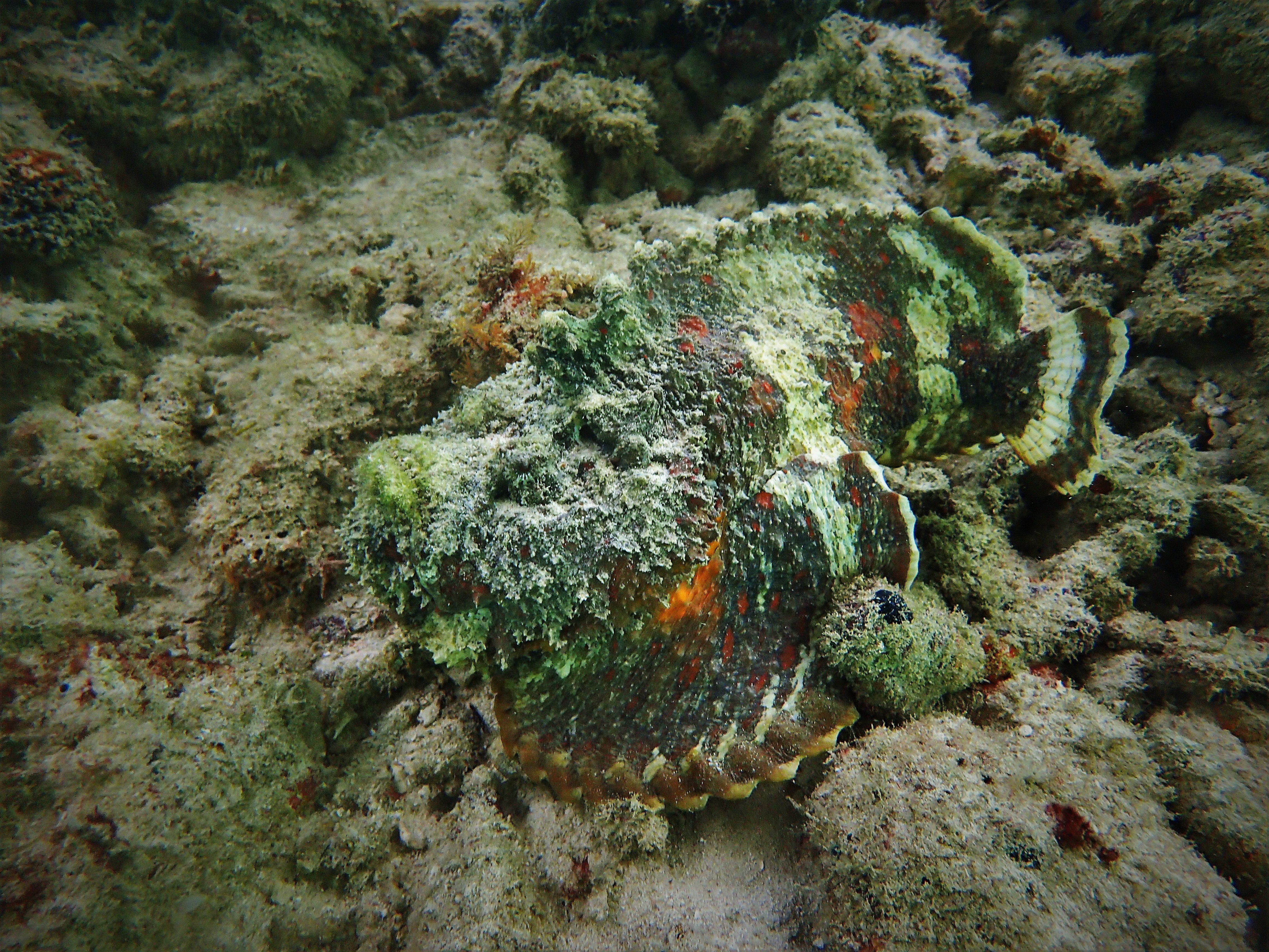 Poisson Pierre ou Scorpion