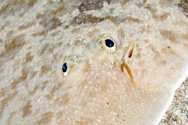 Poisson plat de mer Rouge