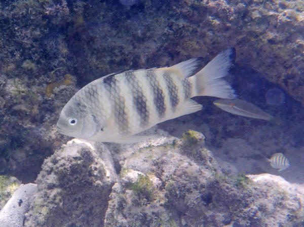 POISSON POLYNESIE