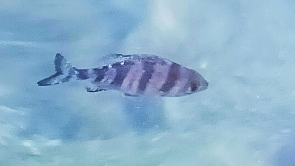 Poisson rayé Poisson rayé
