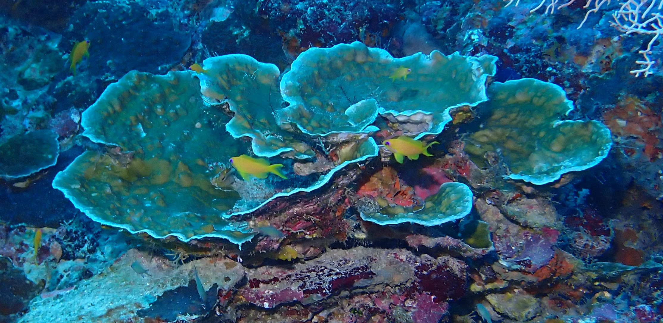 poissons jaune avec yeux bleus ? et Corail