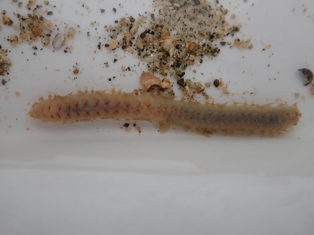 Polychète polynoidé