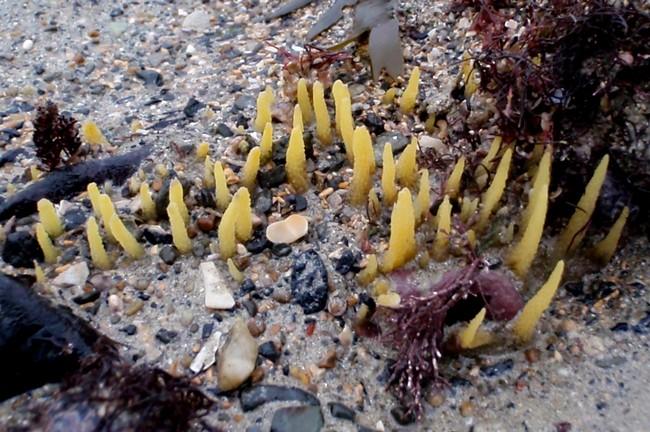 Polymastia boletiformis