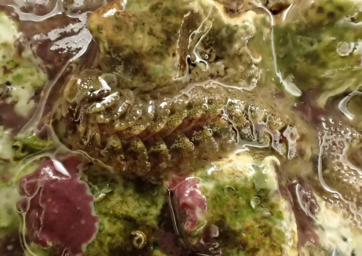 Polynoidae (vers polychète à écailles) - Vendée