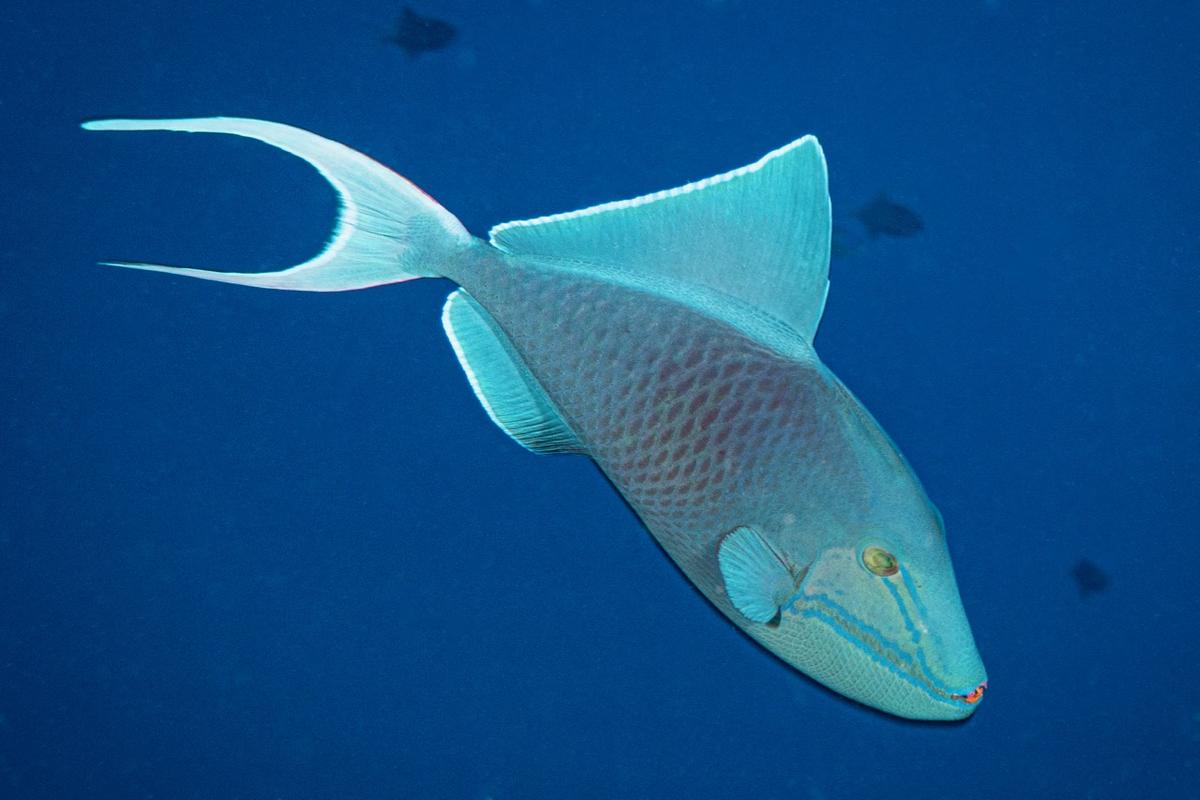 Pouriez vous identifier ce poisson, je pense un baliste