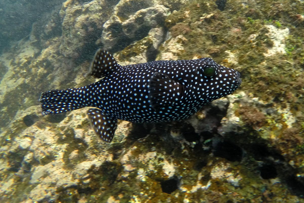 Pouvez-vous m'aider à identifier cette espèce de poisson ballon?
