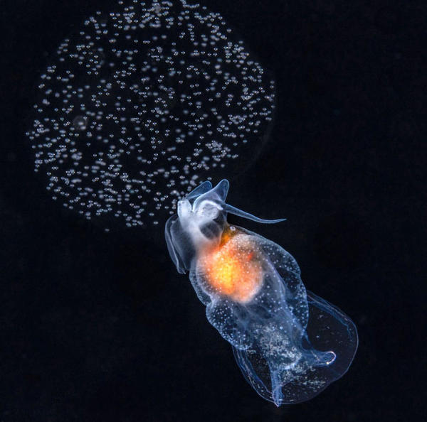 Ptéropode étrange en train de pondre