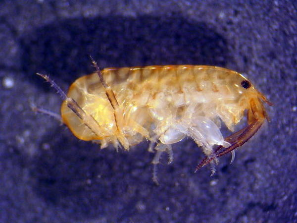 Puce des sables (caraïbes)