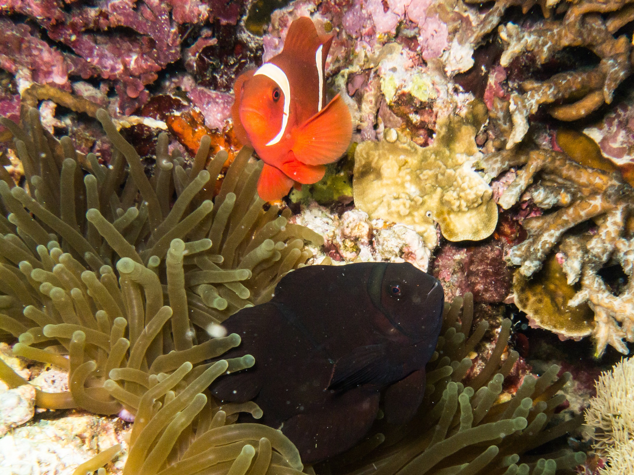 Qu’est ce qui arrive à ce poisson -clown?
