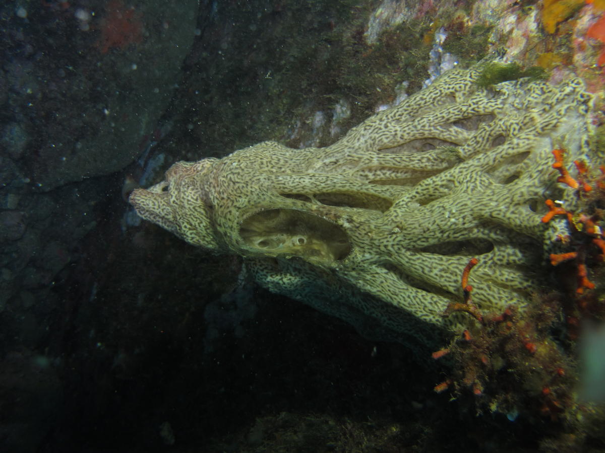 Qu'est ce ? un spongiaire