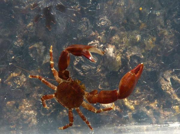 Quel est ce crustacé