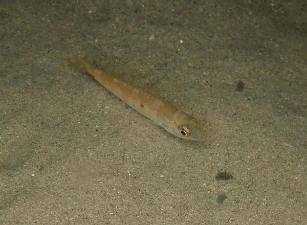quel est ce petit poisson?