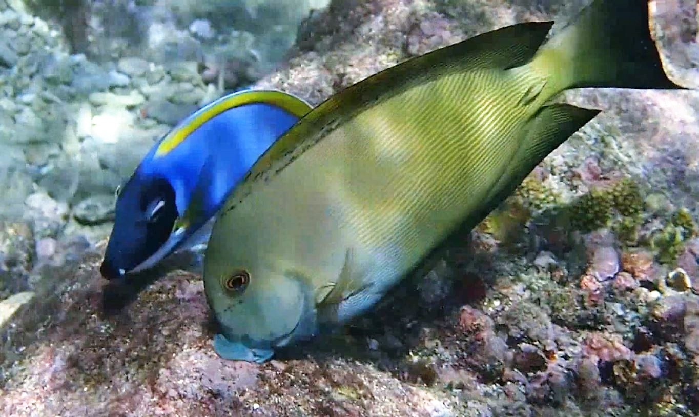 Quel est ce poisson chirurgien