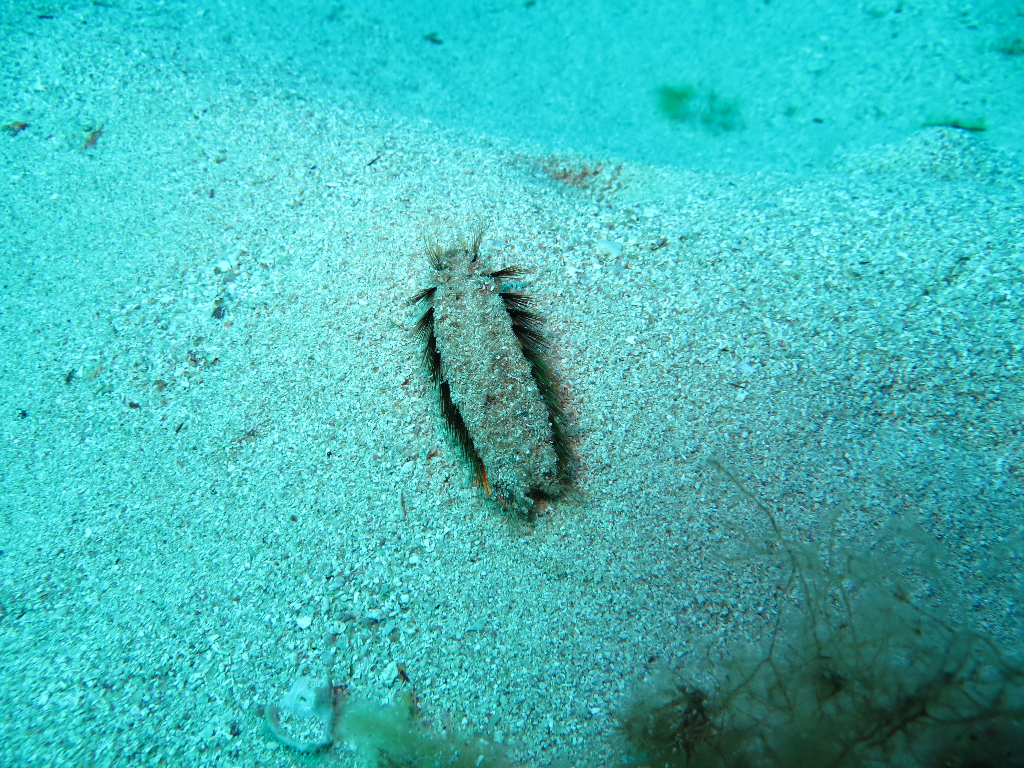 Quel est ce ver de mer à poils sur le sable Corse