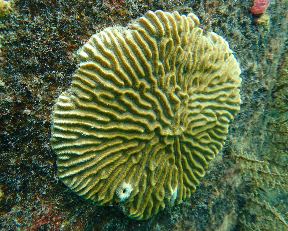 Quel genre de corail rond martiniquais