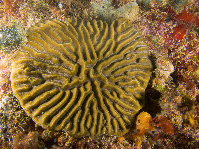 Quel genre de corail rond martiniquais
