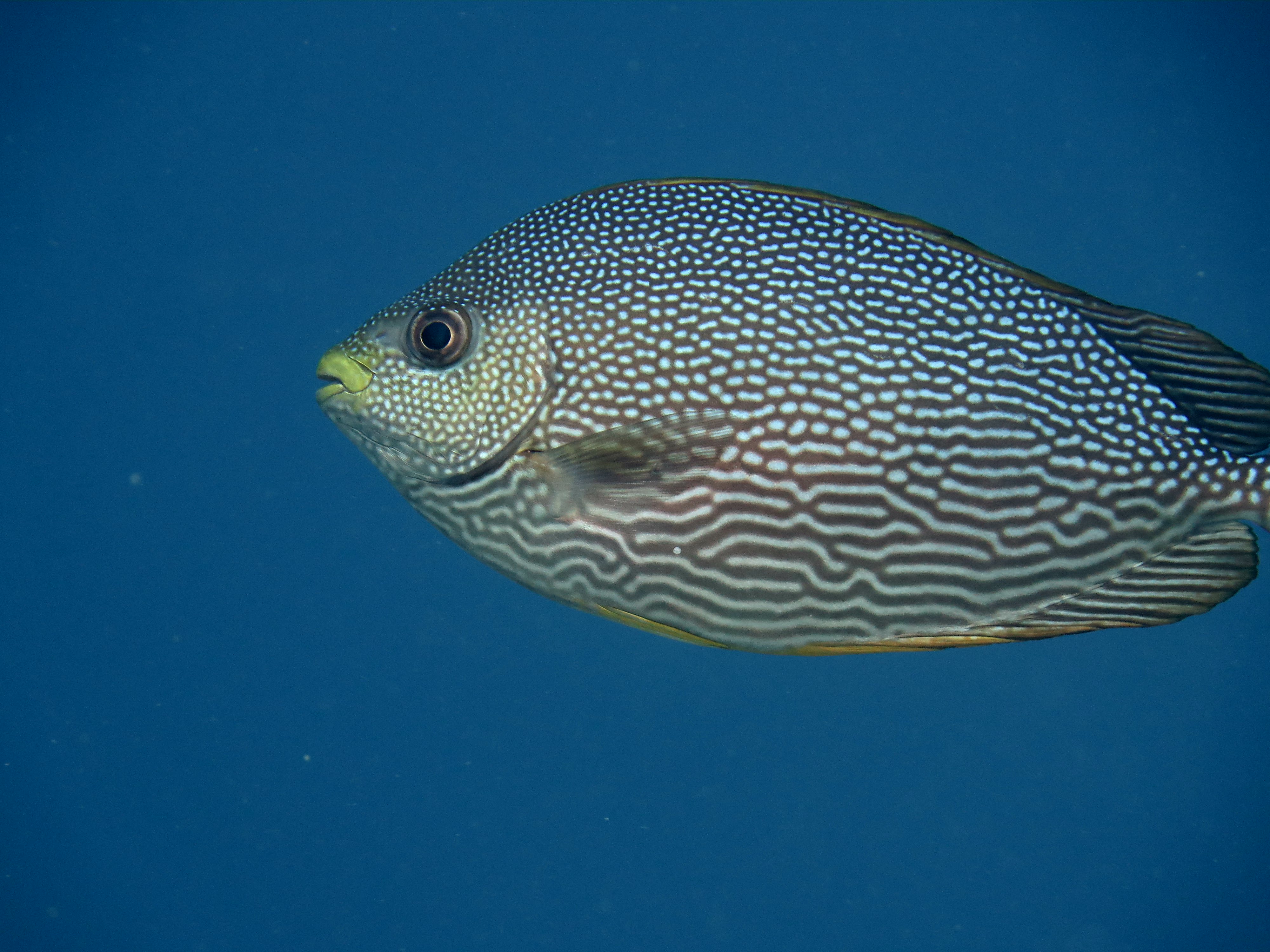 quel type de poisson