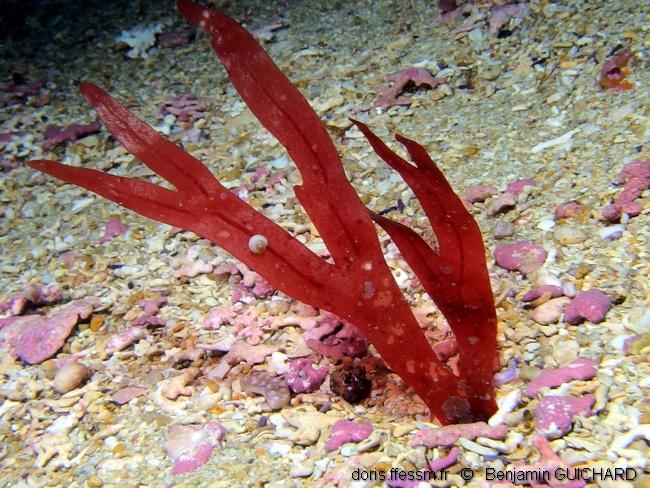 Quelle algue rouge?