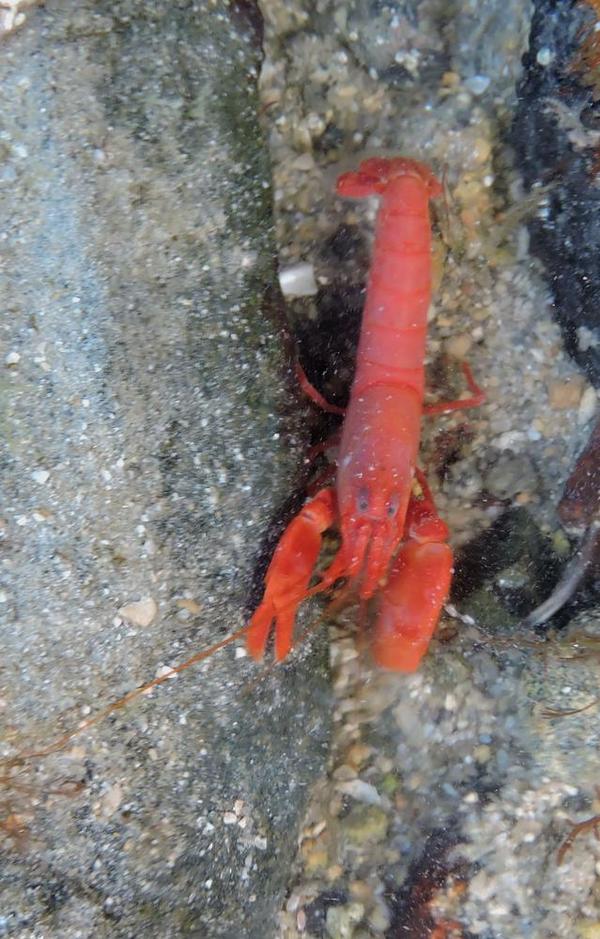 Quelle est cette crevette fouisseuse rouge