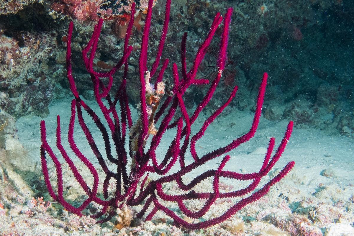 Quelle type de corail