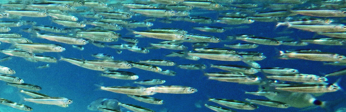 qui pourrait m'aider à identifier ce ban de poissons