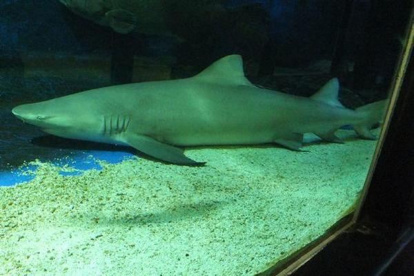 Requin citron