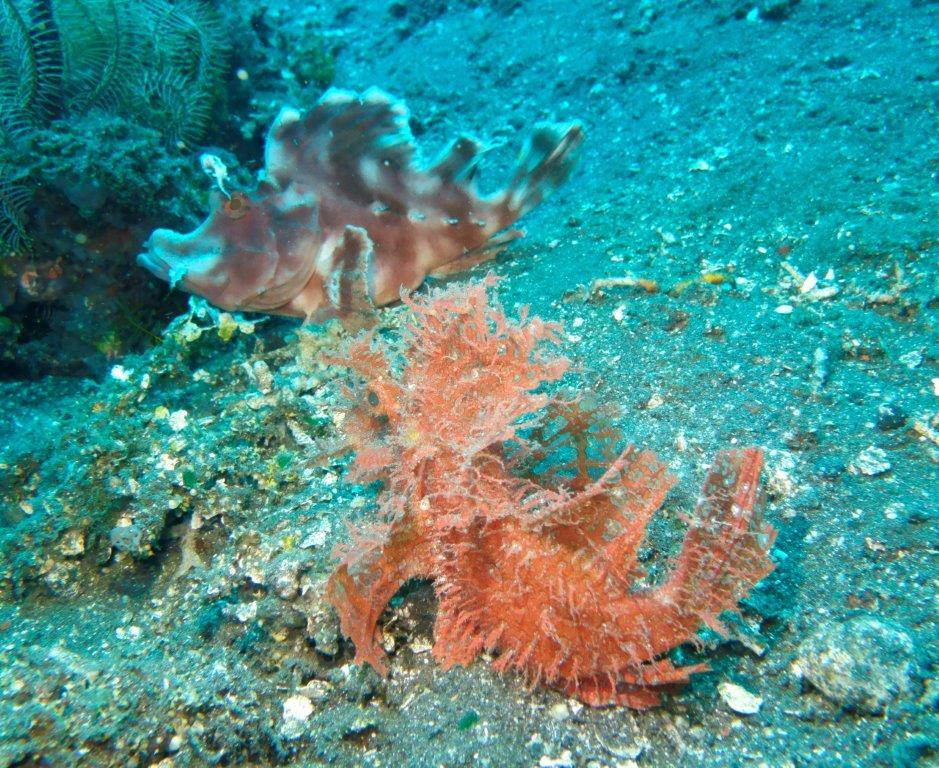 rhinopias : poisson feuille ou poissin scorpion