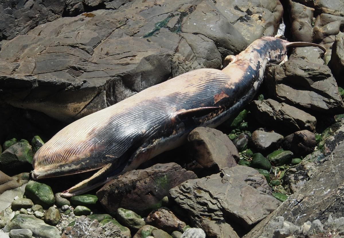 Rorqual commun Ouessant