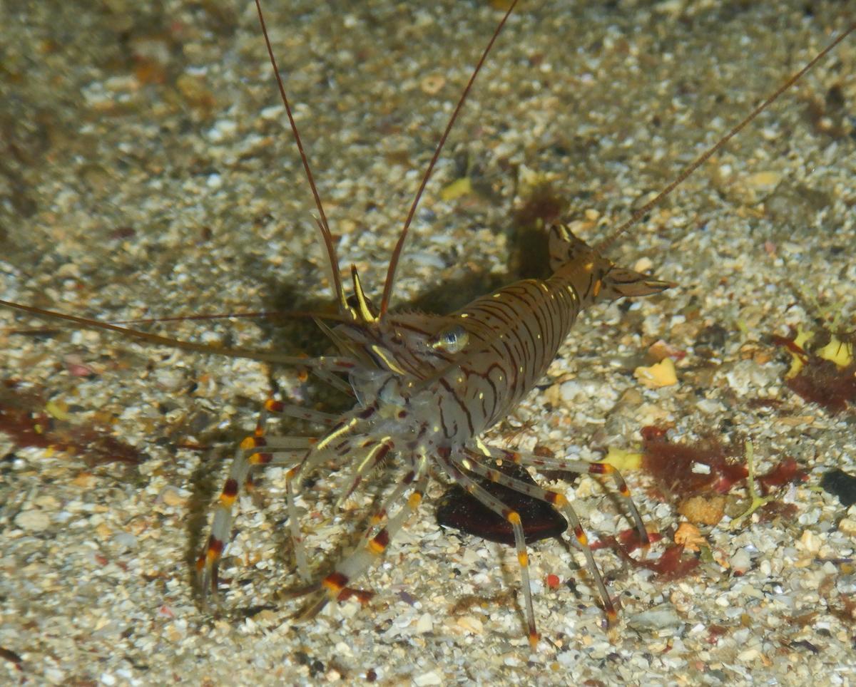 S'agit-il de Palaemon serratus